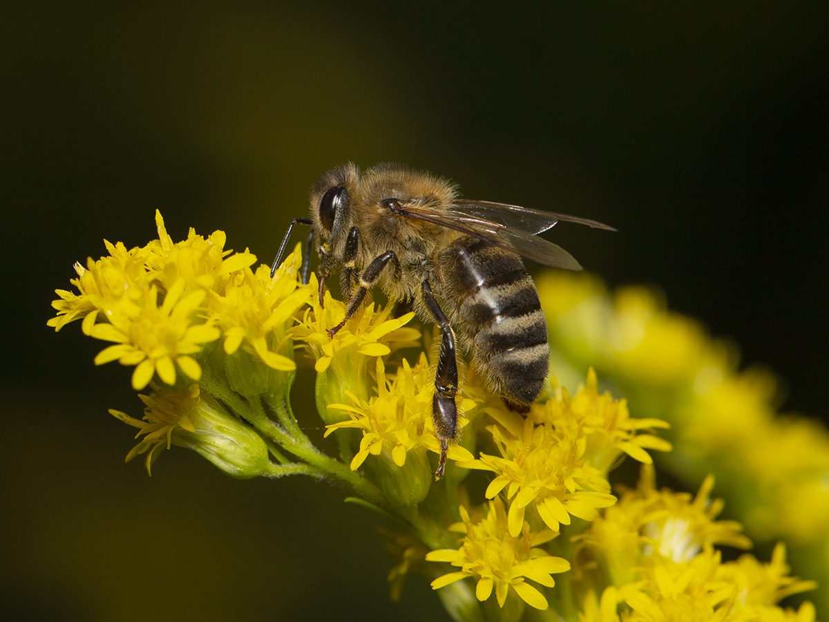 Dlaczego pszczoły są ważne? - Fundacja Pszczoła Musi Być